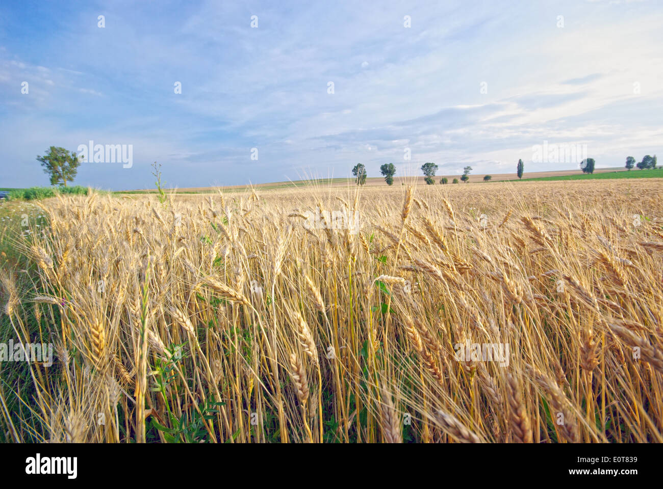 A wheat field in Romania ready for harvest Stock Photo - Alamy