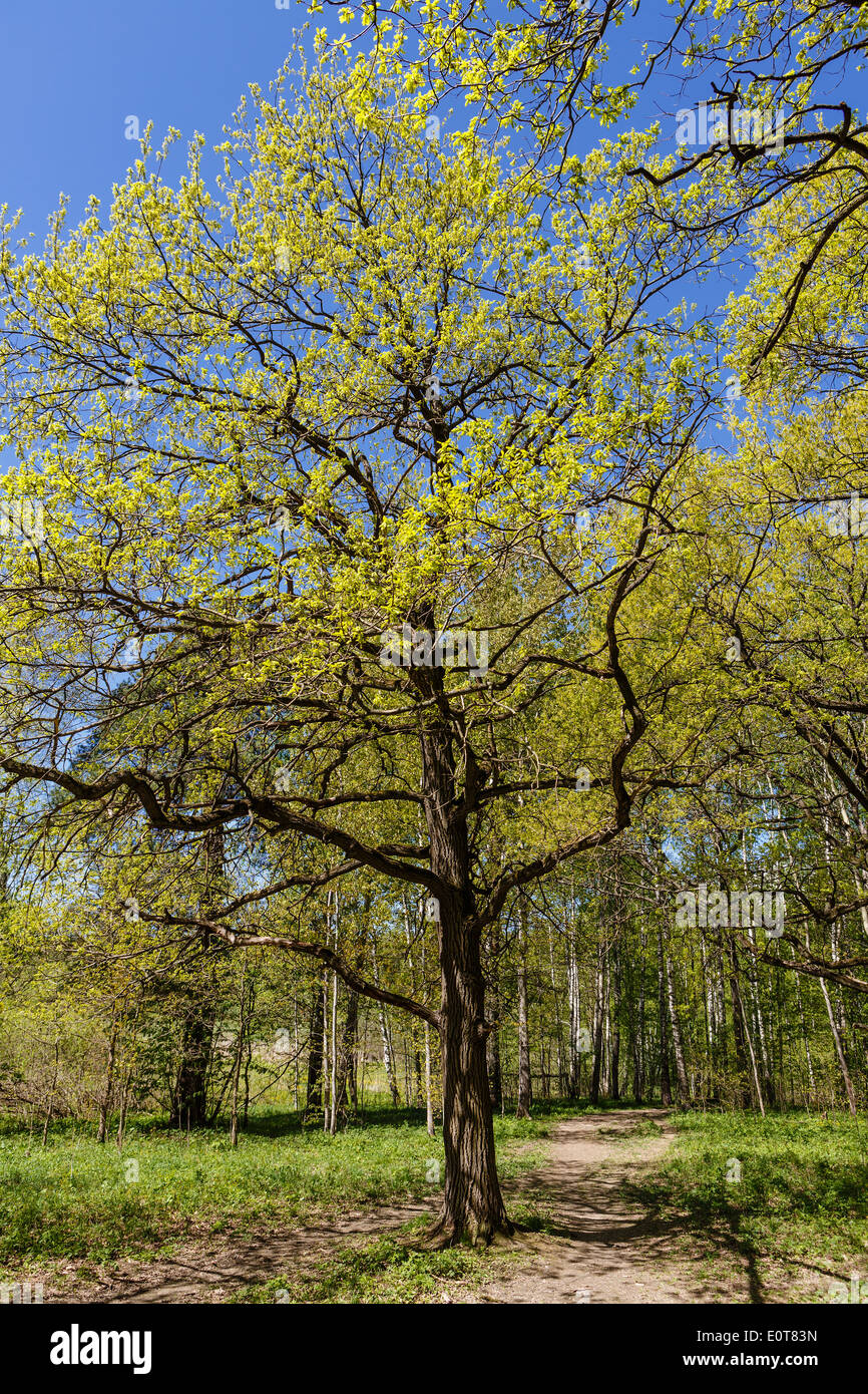 Spring foliage hi-res stock photography and images - Alamy