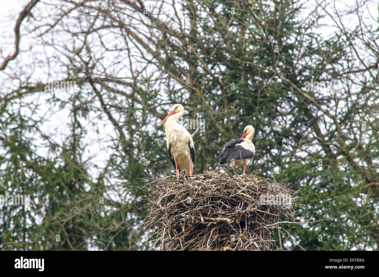 A stork family in nest, trees behind Stock Photo - Alamy