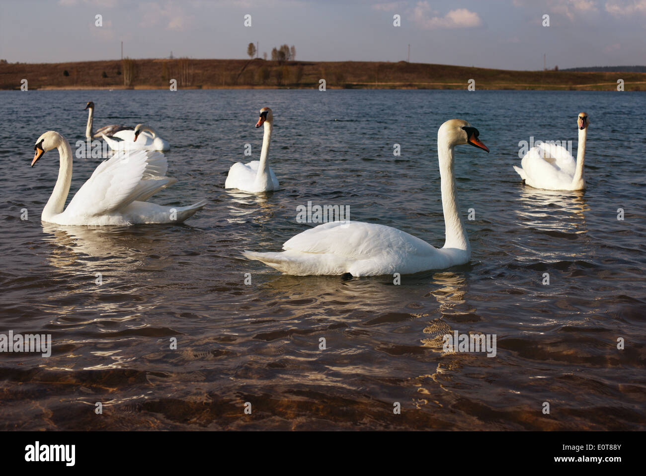 Swans on the lake Stock Photo - Alamy
