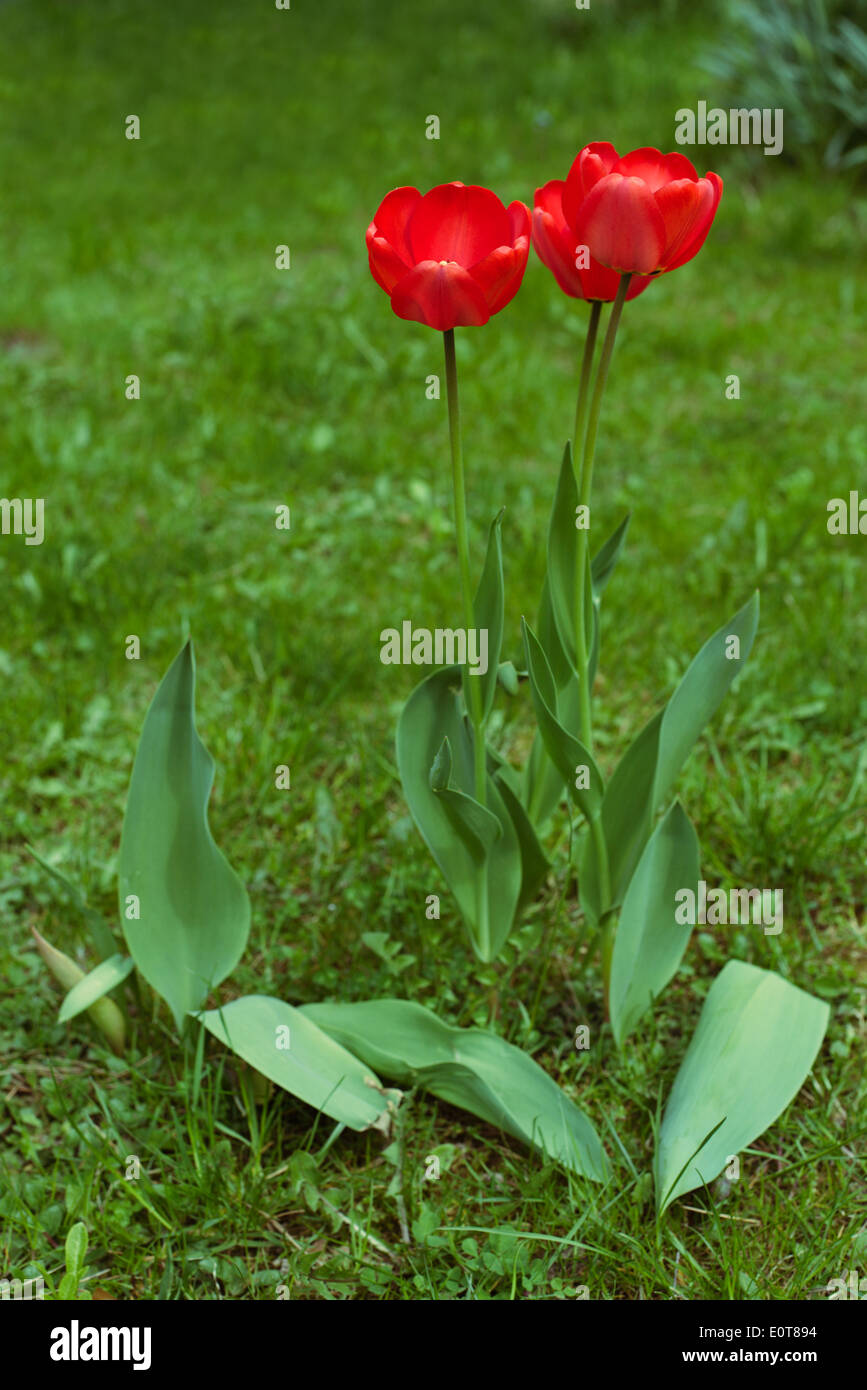 Garden bouquet hi-res stock photography and images - Alamy