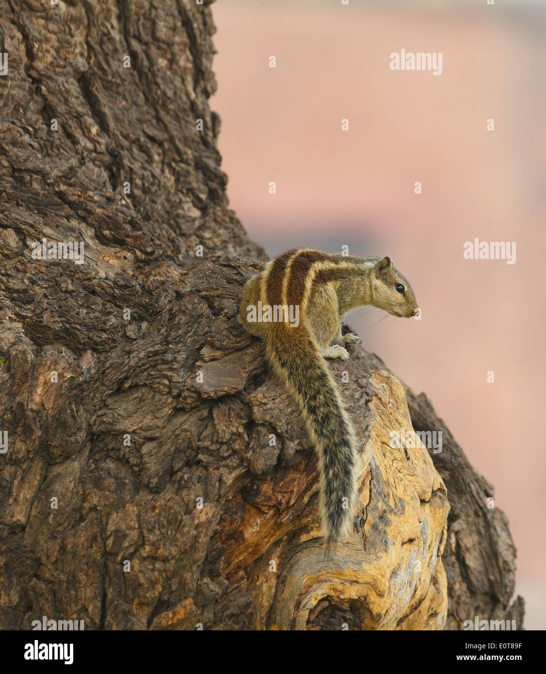 Indian chipmunk hi-res stock photography and images - Alamy