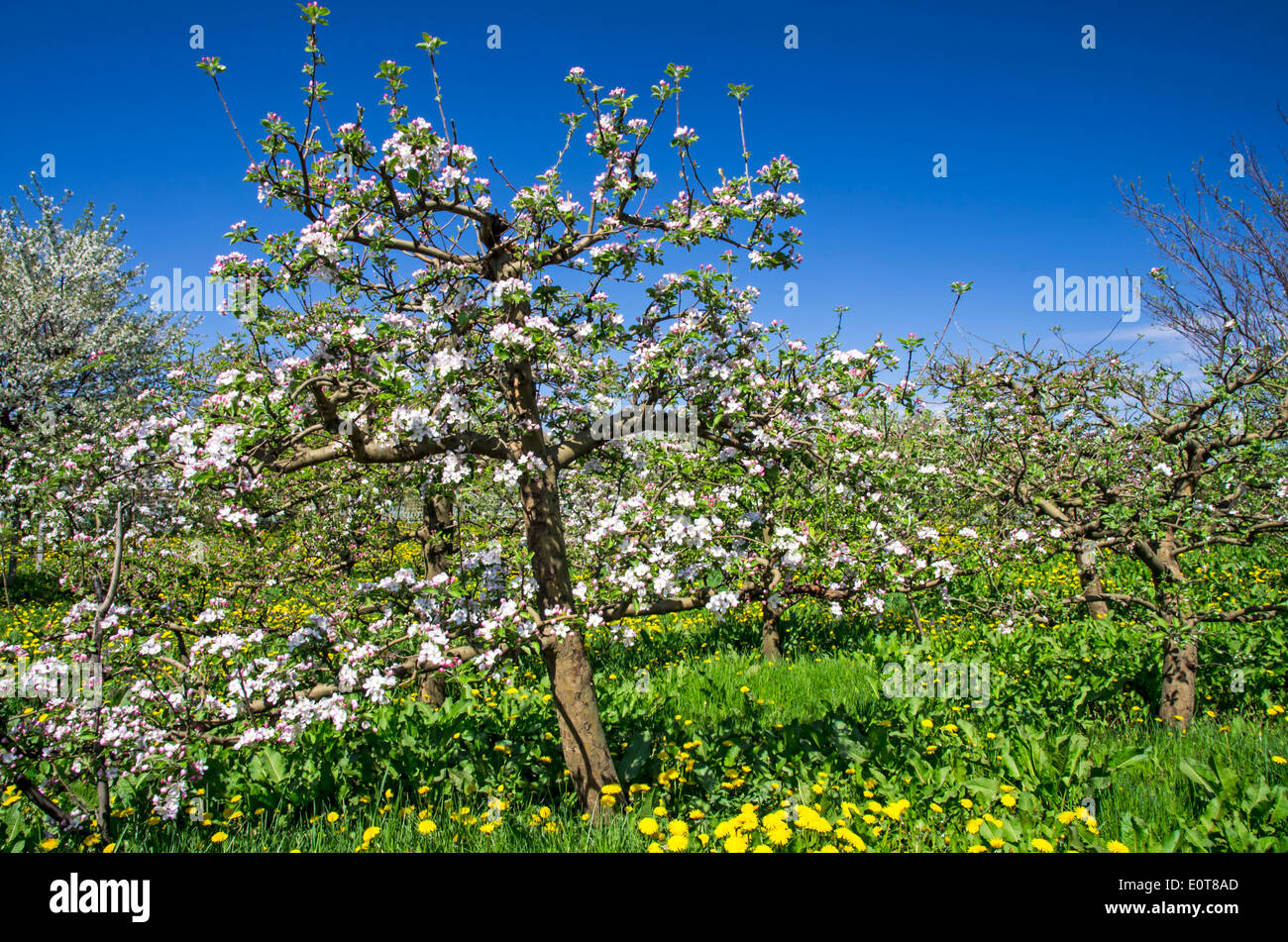 Apple tree during blooming in a orchard Stock Photo - Alamy
