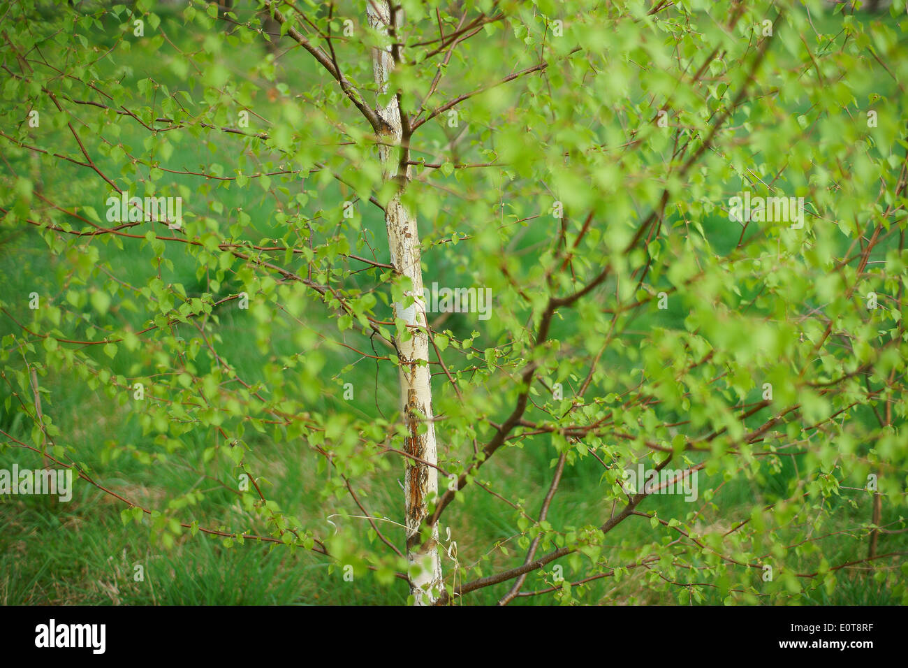 Fresh green young spring birch tree leaves budding Betula veruccosa ...