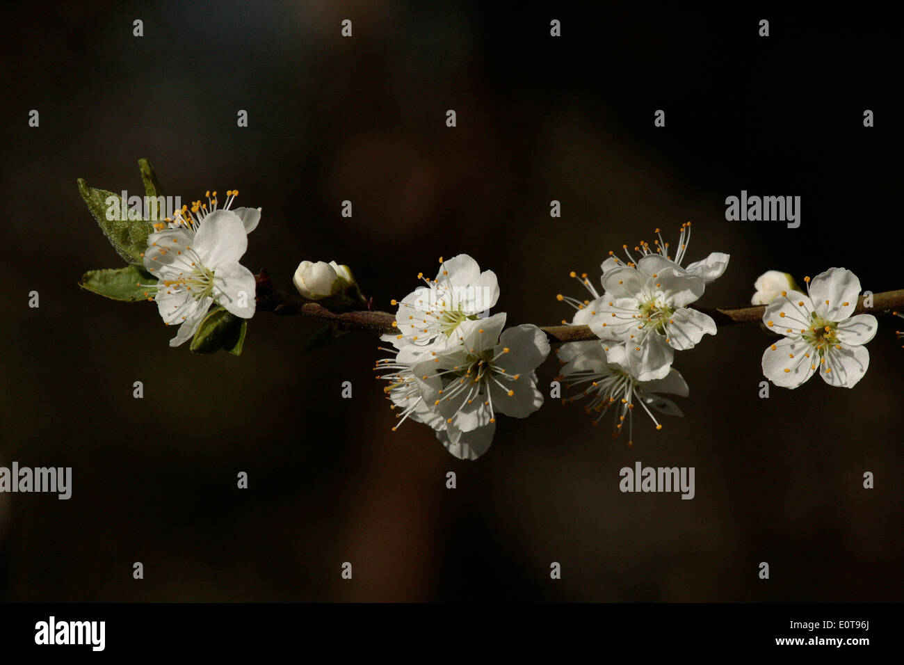Plum Tree blossom in Spring Stock Photo - Alamy