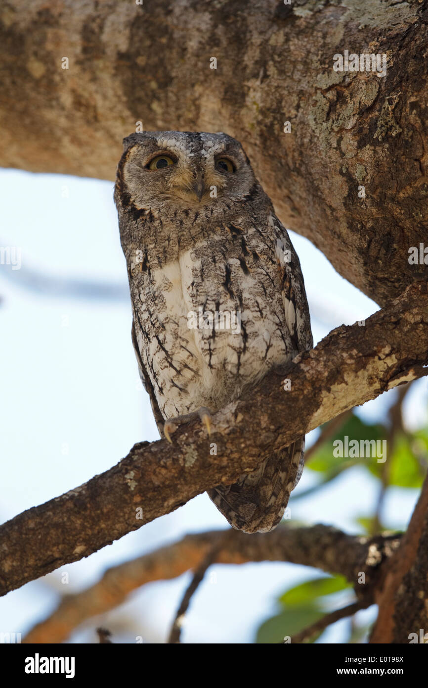 African scops owl hi-res stock photography and images - Alamy