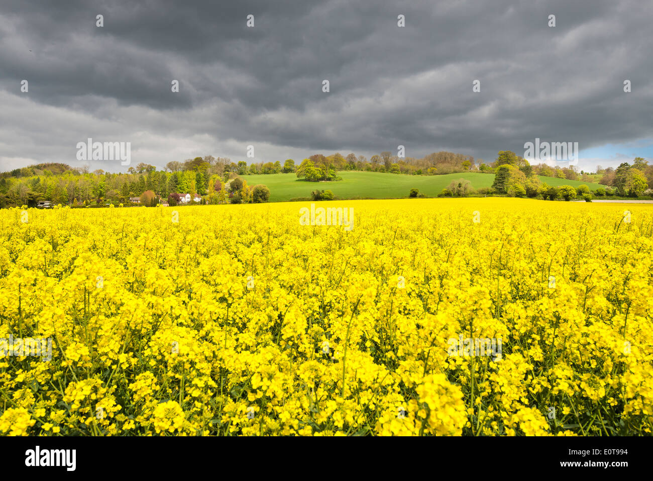 Rapeseed field hi-res stock photography and images - Alamy