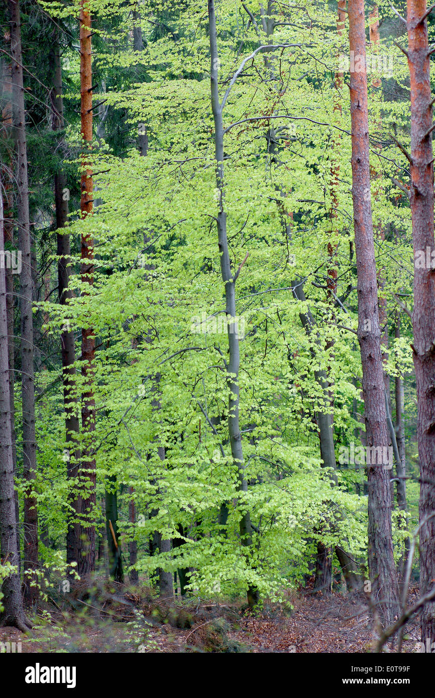 Spring beech tree hi-res stock photography and images - Alamy