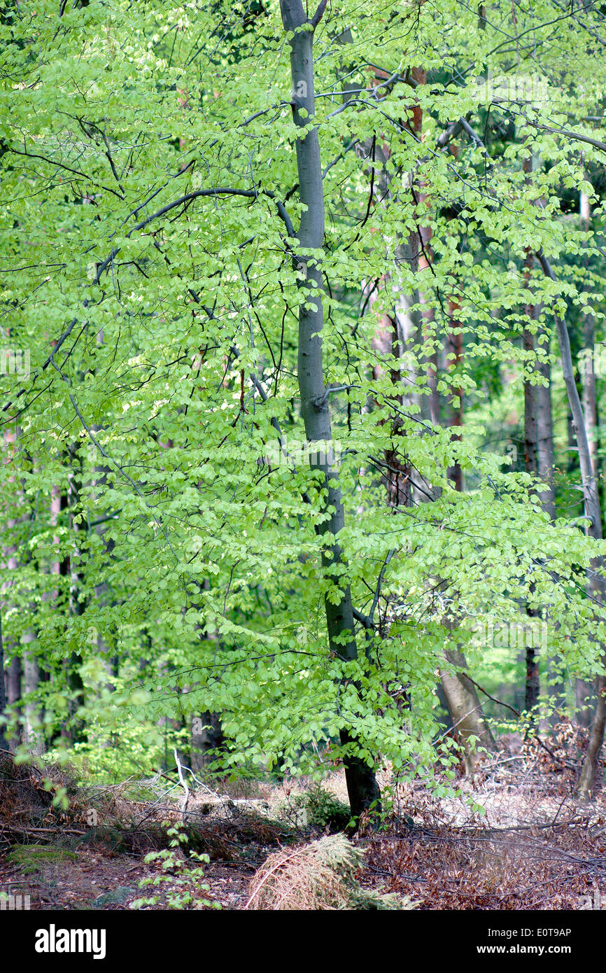 Beech tree fresh green spring leaves Fagus sylvatica Stock Photo - Alamy
