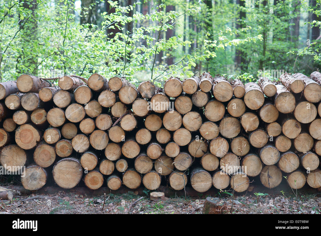 Heap of timberwood in the forest Stock Photo - Alamy