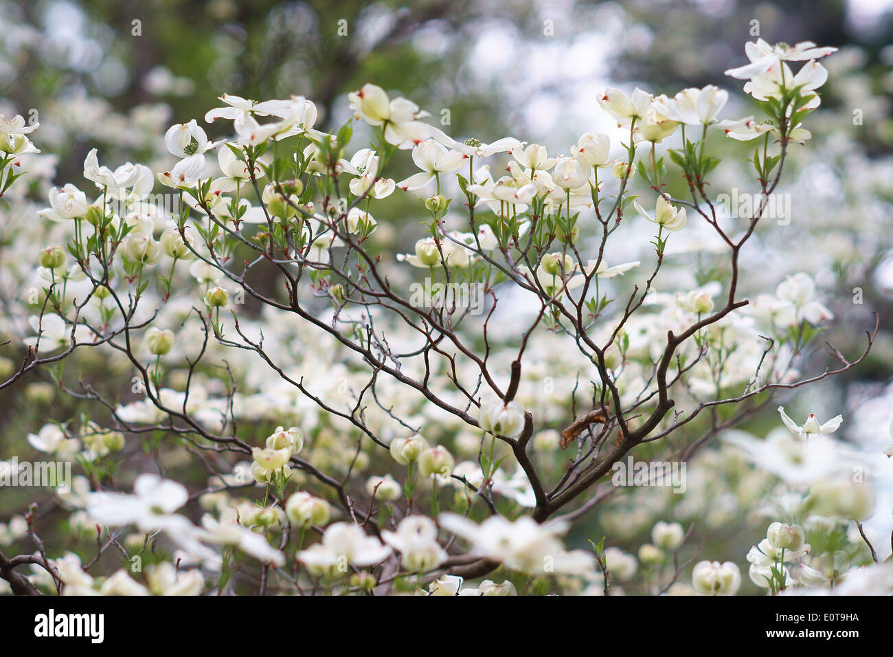 Cornus florida hi-res stock photography and images - Alamy