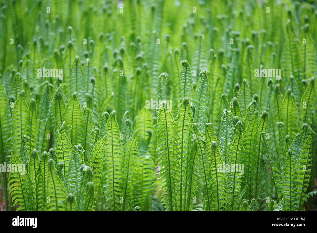 Common male fern Dryopteris filix mas green leaves budding Stock Photo ...