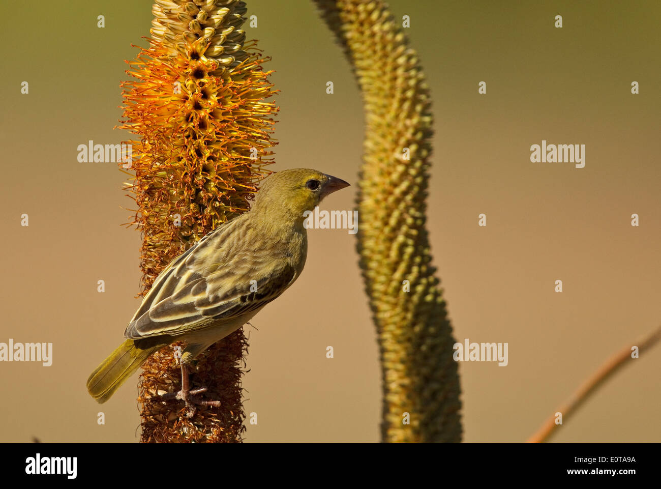 Female weaver hi-res stock photography and images - Alamy