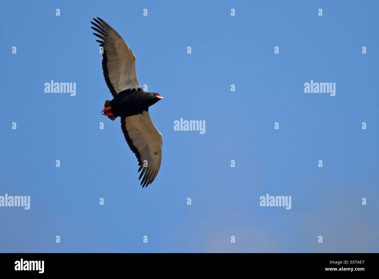 Bateleur Eagle Flying
