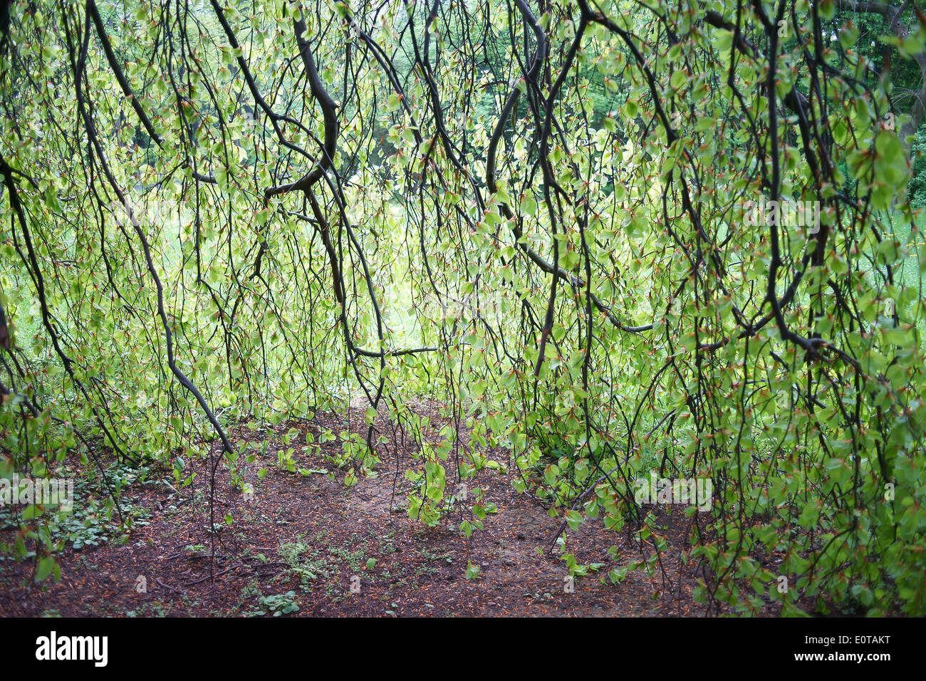 Beech tree leaves spring hi-res stock photography and images - Alamy