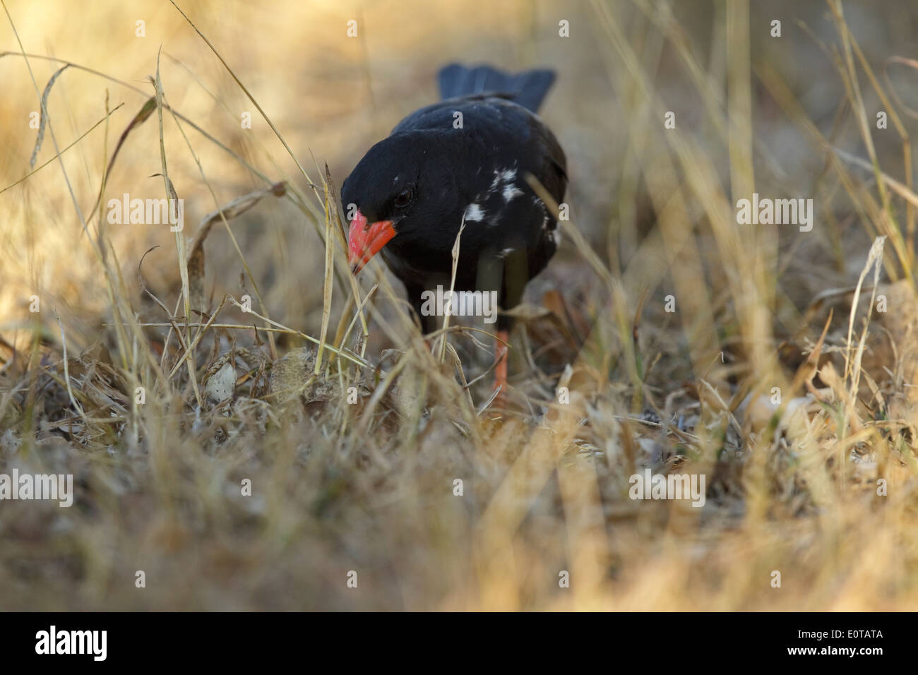 Buffalo weaver bird hi-res stock photography and images - Alamy