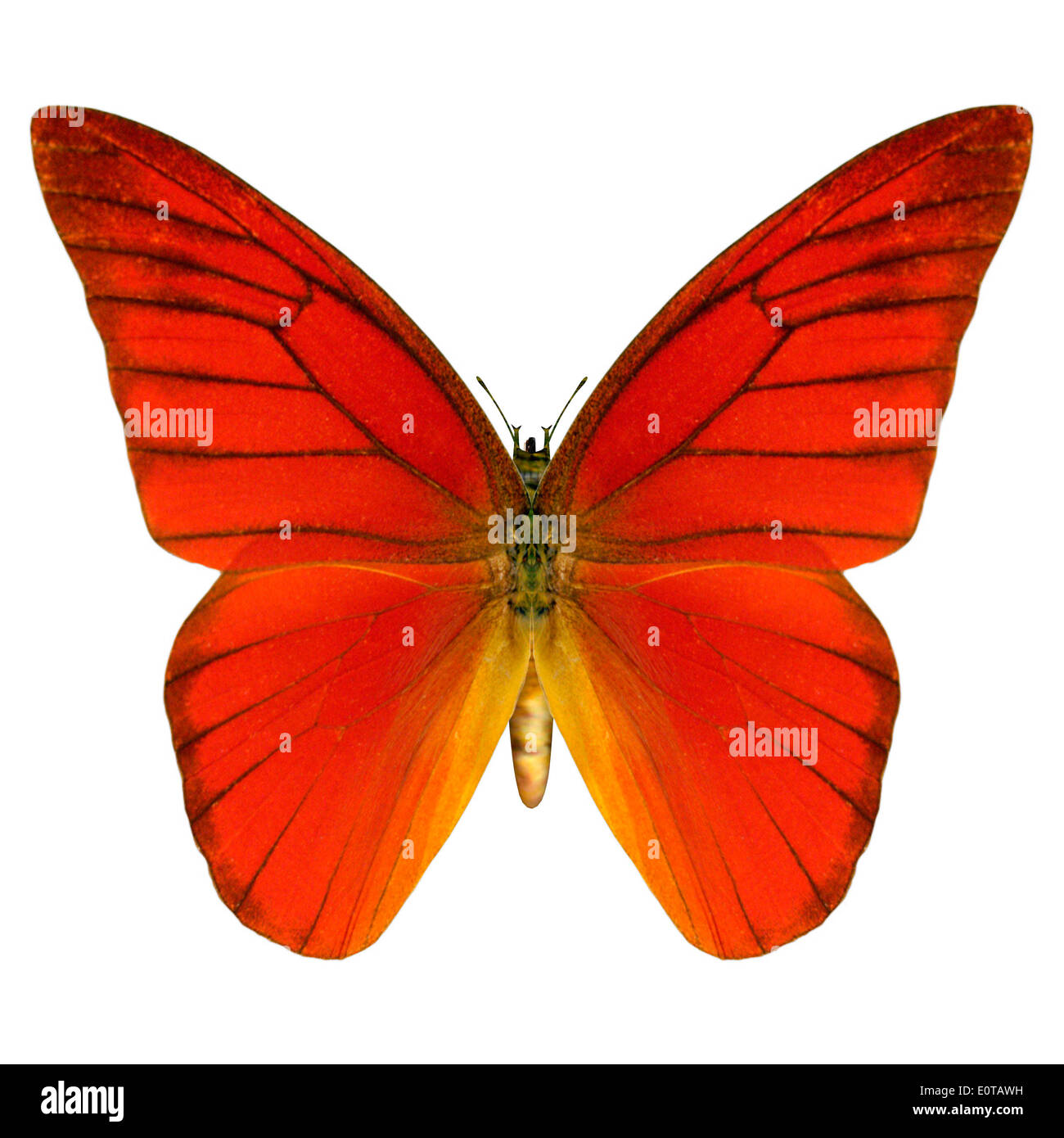 3D digital render of a beautiful red butterfly isolated on white ...