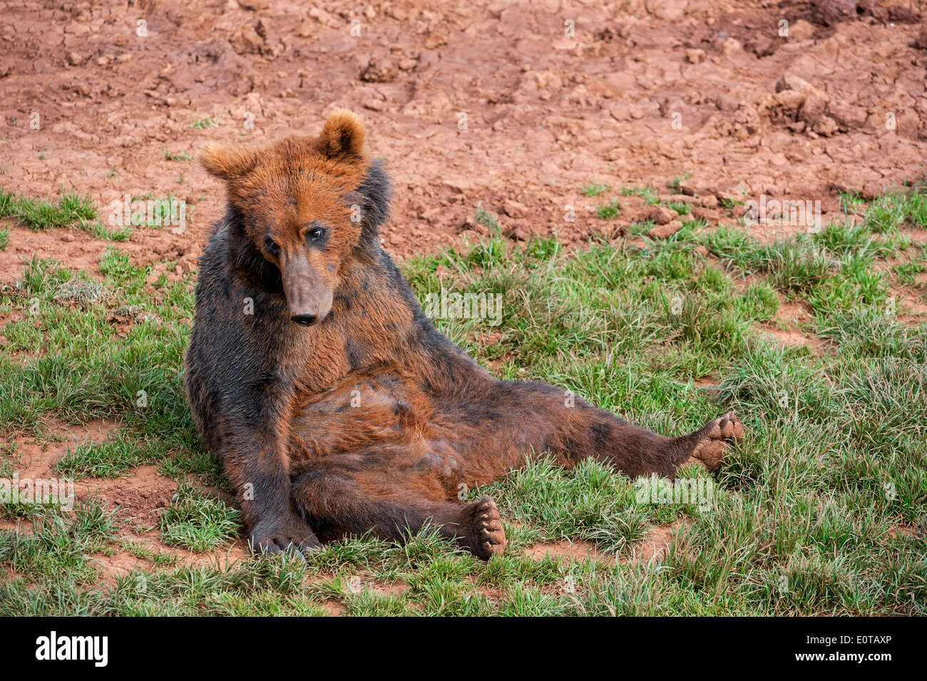 Sad animals hi-res stock photography and images - Alamy