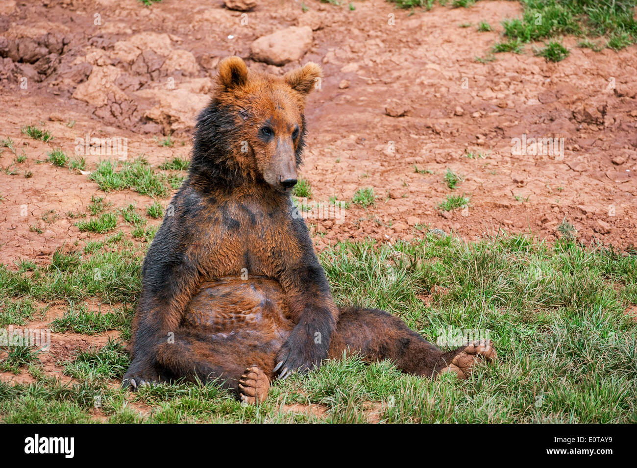 Brown Bear Sitting On Rock High Resolution Stock Photography and Images ...