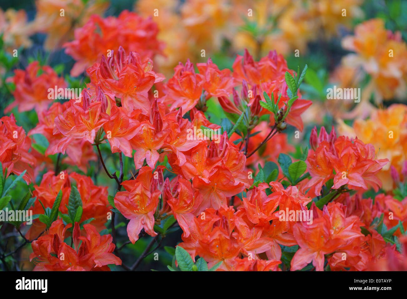 Orange rhododendron flowers hi-res stock photography and images - Alamy