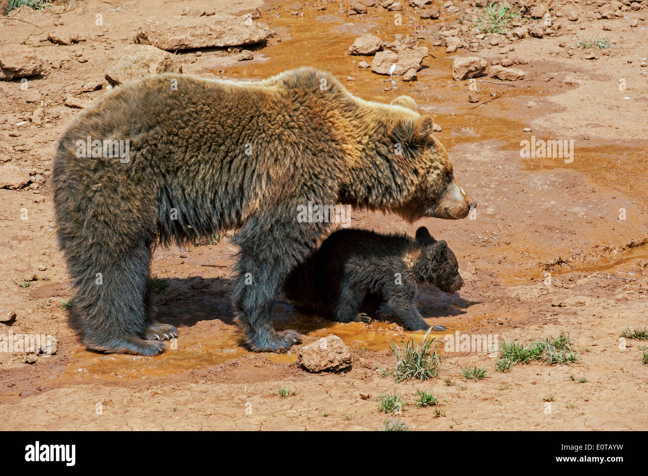Protective Mama Bear
