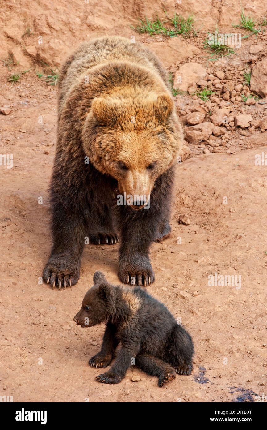 Eurasian brown bear (Ursus arctos arctos) female with cub Stock Photo - Alamy