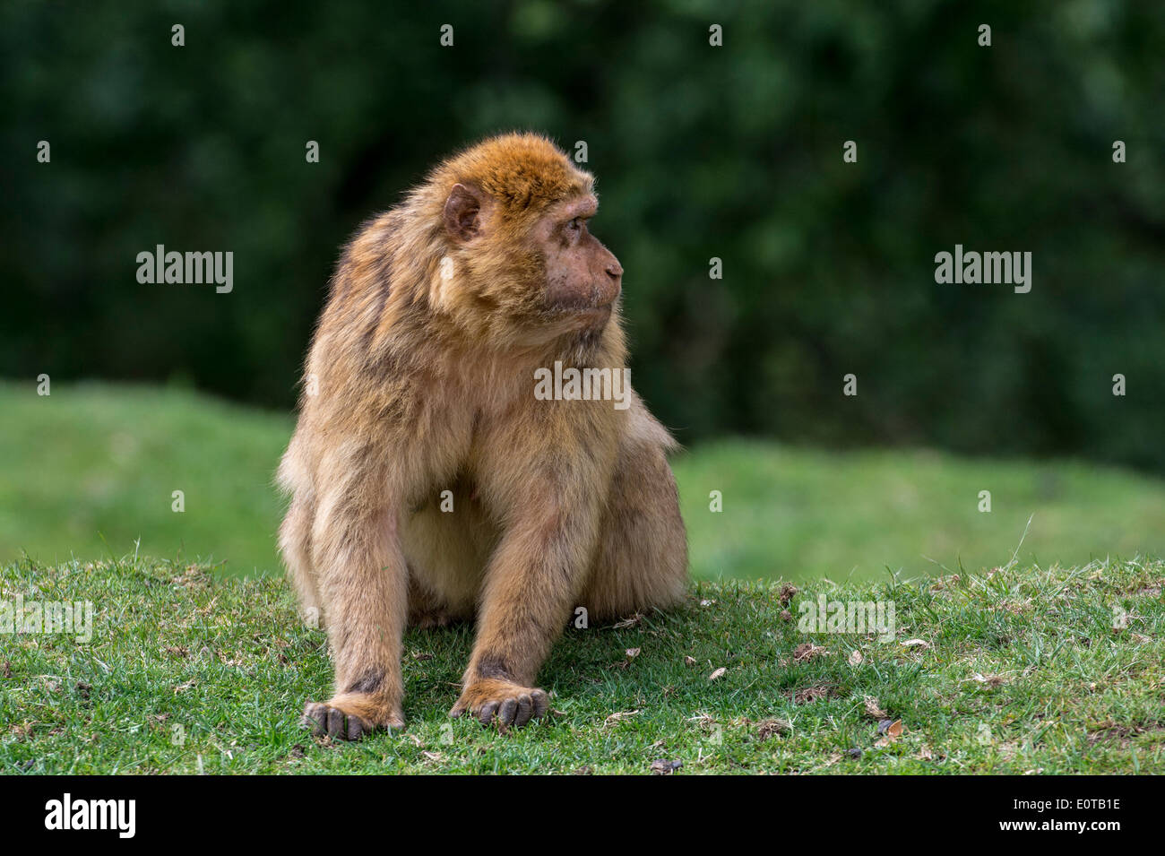 Barbary macaque or magot macaca sylvanus hi-res stock photography and ...