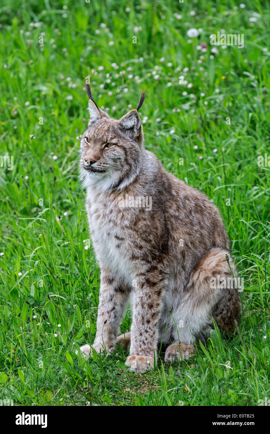 Eurasian lynx (Lynx lynx) sitting in grassland Stock Photo - Alamy