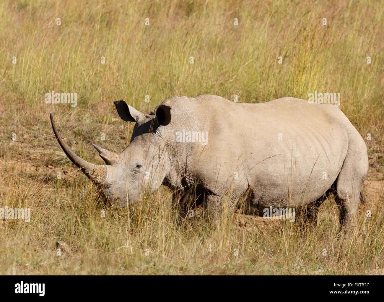 Black rhino trophy hunter hi-res stock photography and images - Alamy