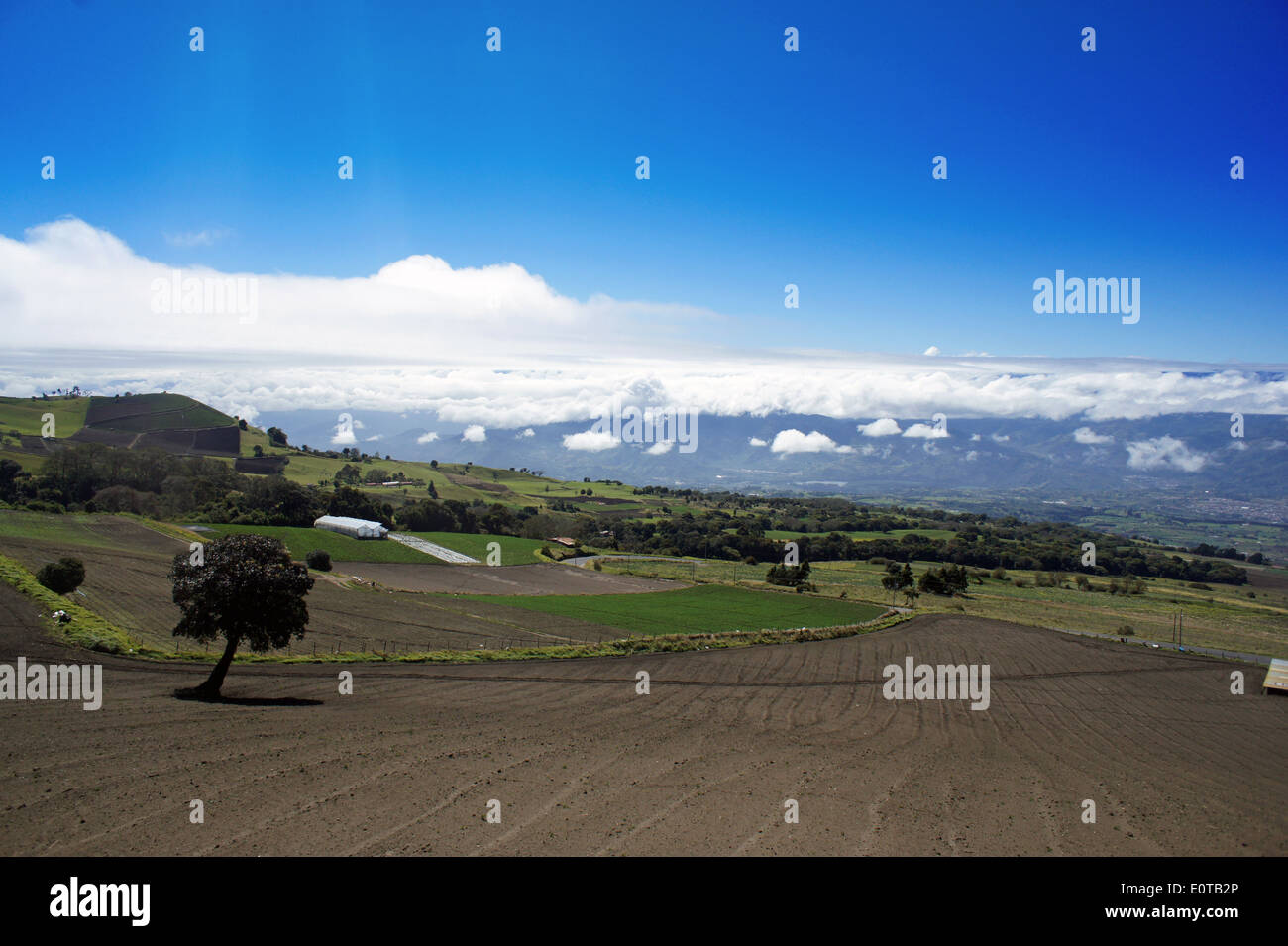 pure costa rica Stock Photo - Alamy