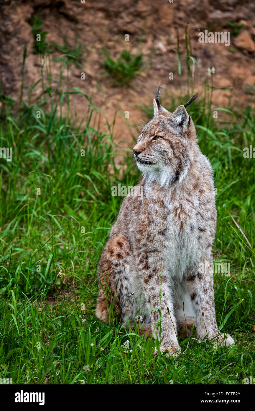 Eurasian lynx (Lynx lynx) sitting at base of rock face Stock Photo - Alamy