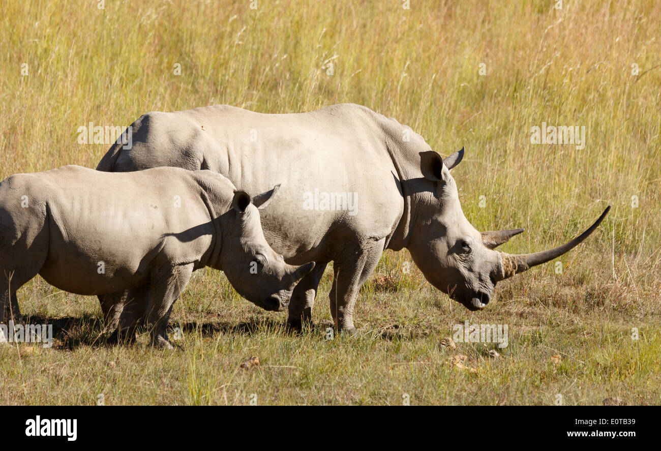 Black rhino trophy hunter hi-res stock photography and images - Alamy