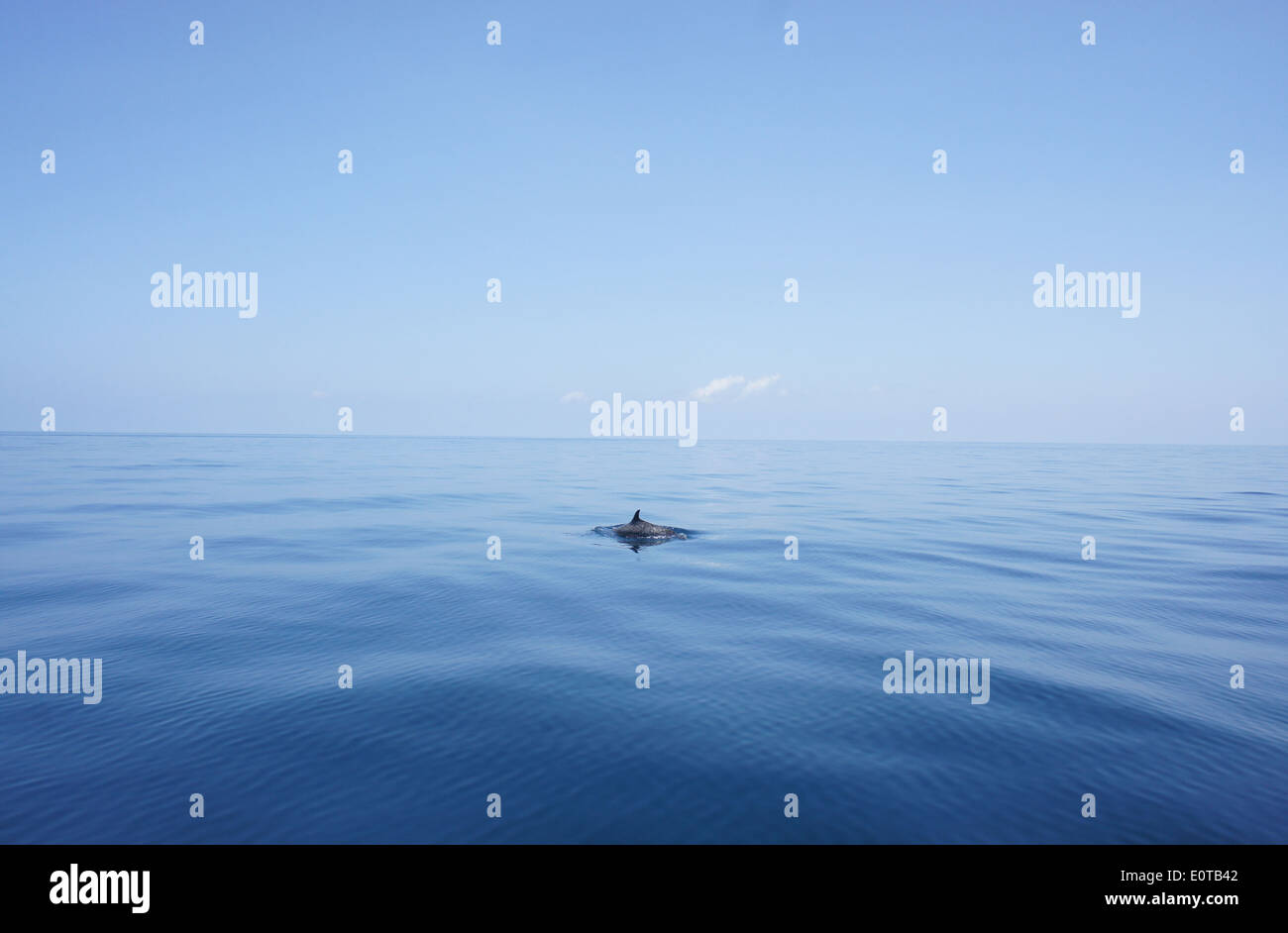 Solphin hi-res stock photography and images - Alamy