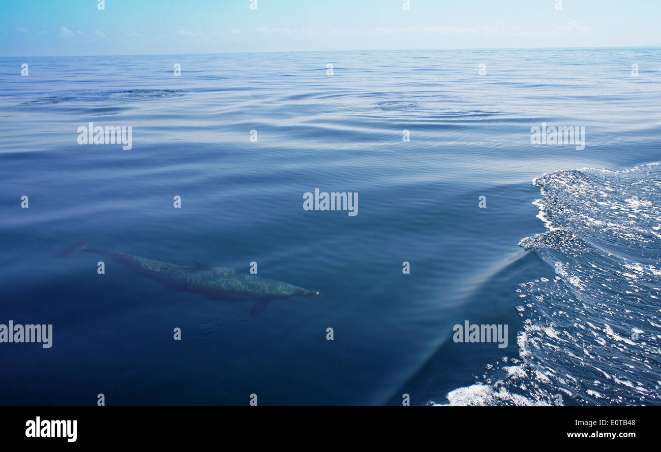 Costa rica dolphin hi-res stock photography and images - Alamy