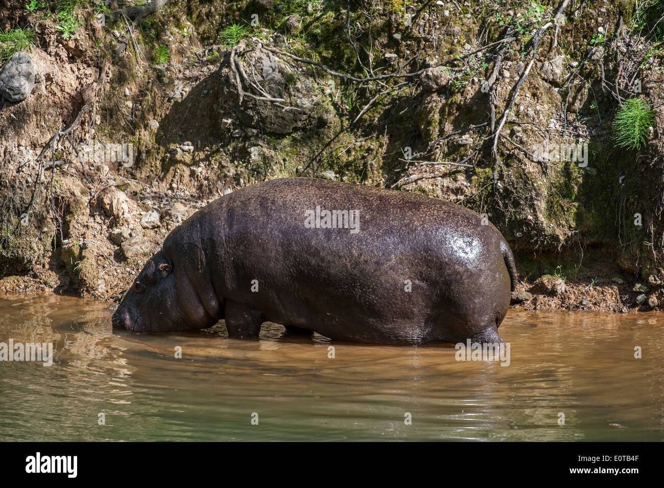 Pygmy hippopotamus (Choeropsis liberiensis / Hexaprotodon liberiensis ...