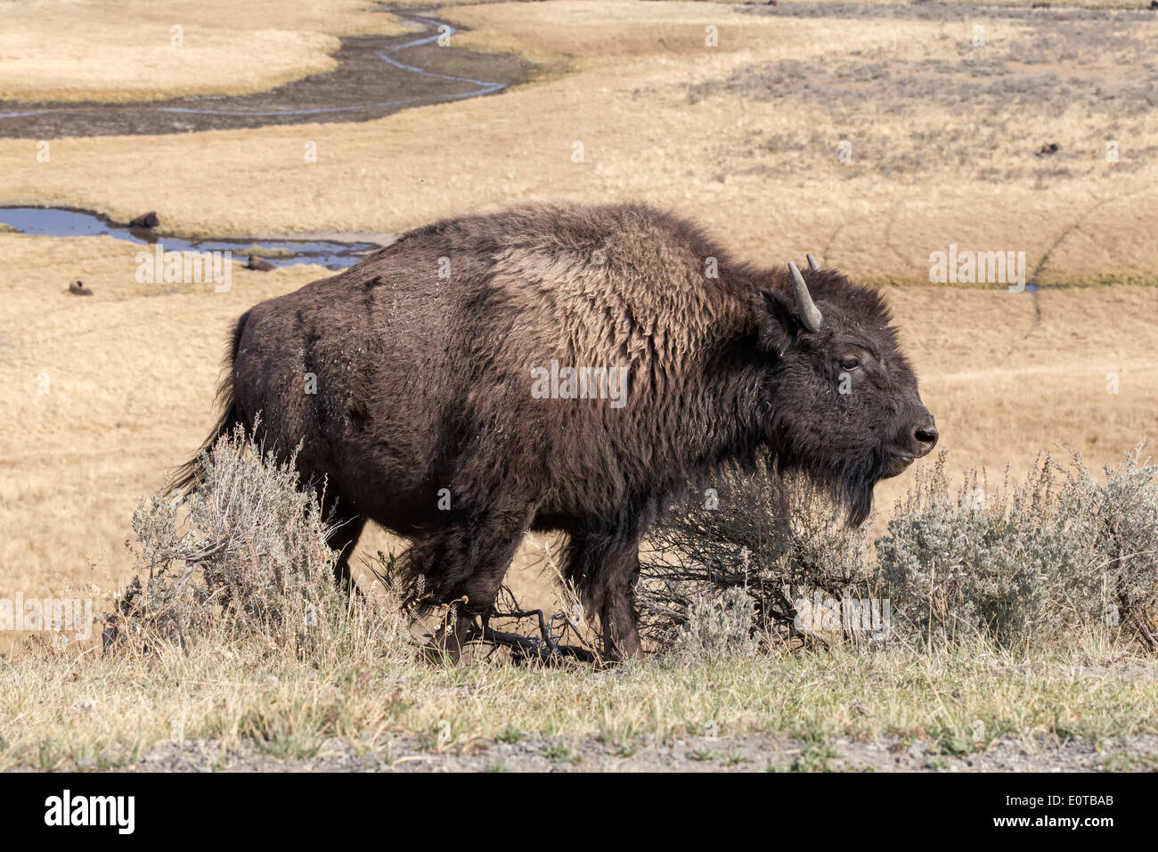 American Bison - female Stock Photo - Alamy