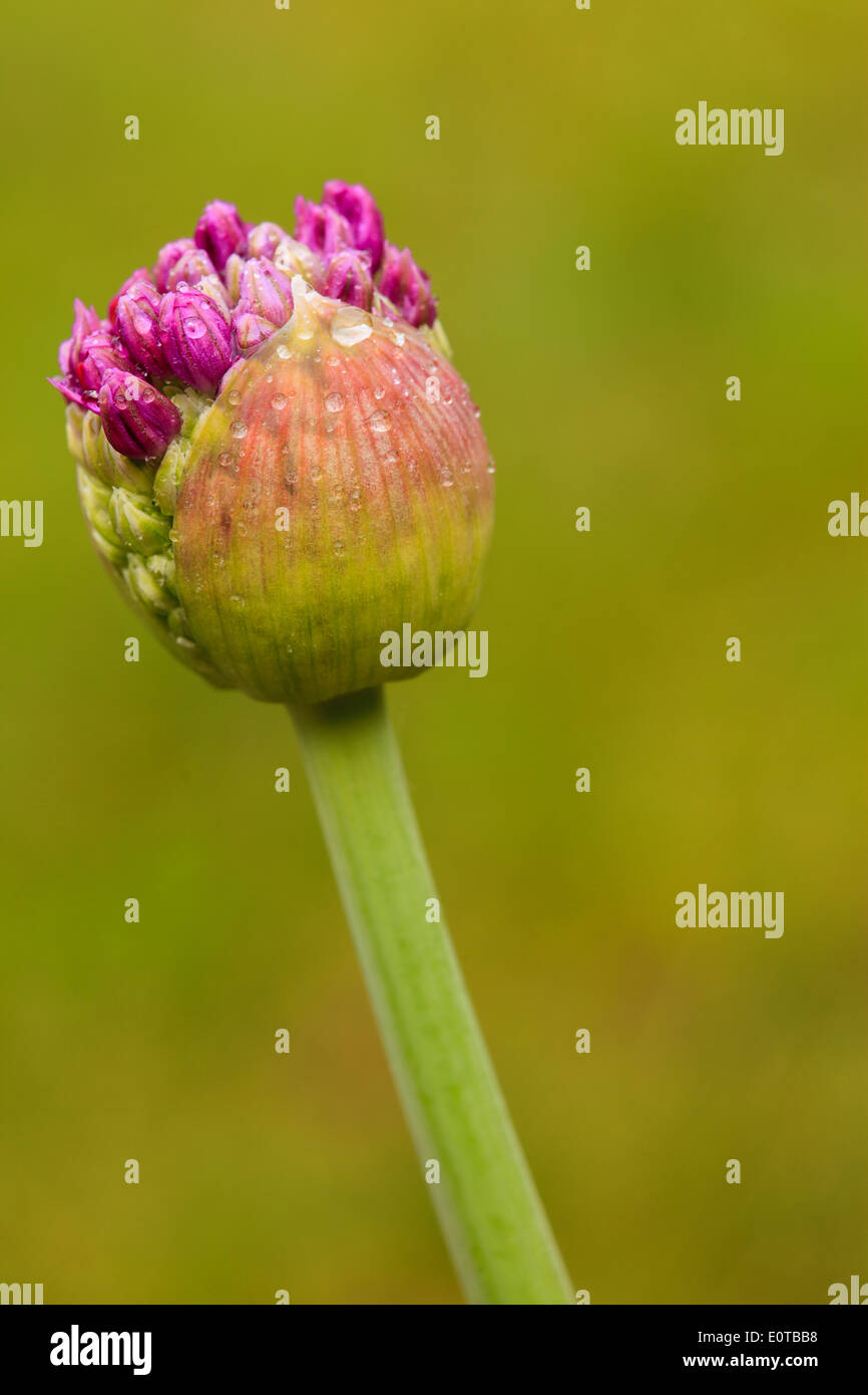 Giant raindrop hi-res stock photography and images - Alamy