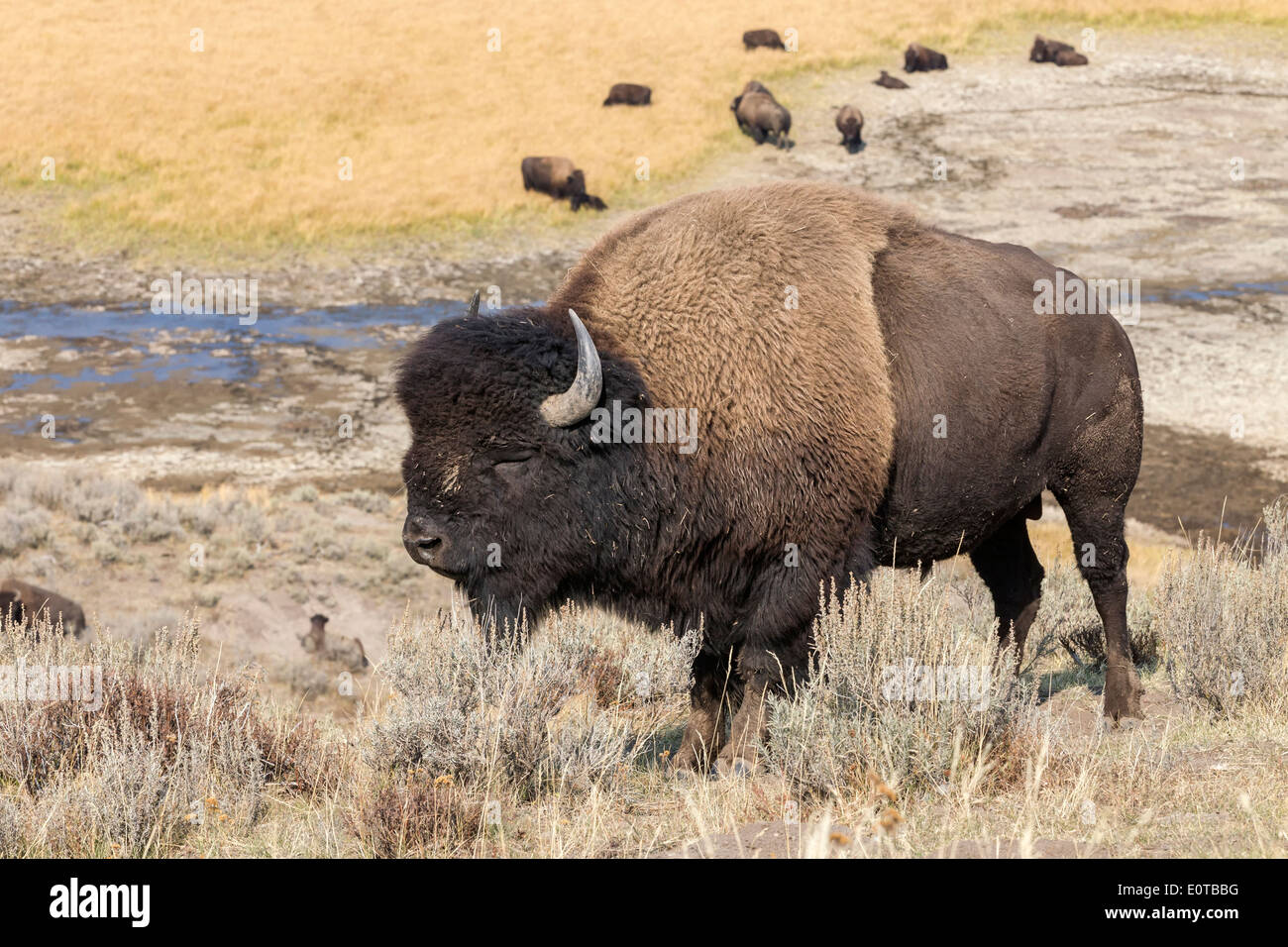 American bison hi-res stock photography and images - Alamy