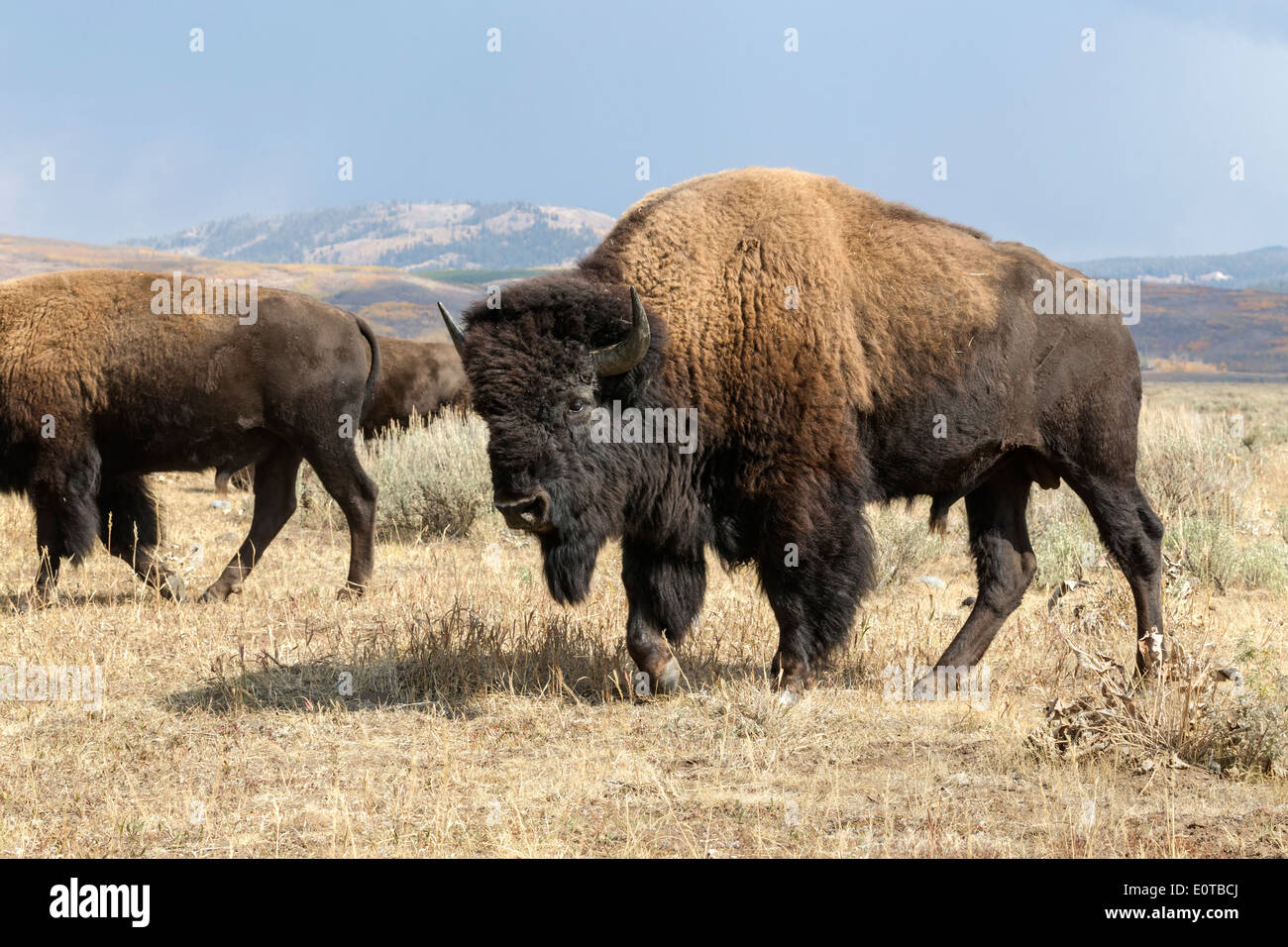 American bison hi-res stock photography and images - Alamy