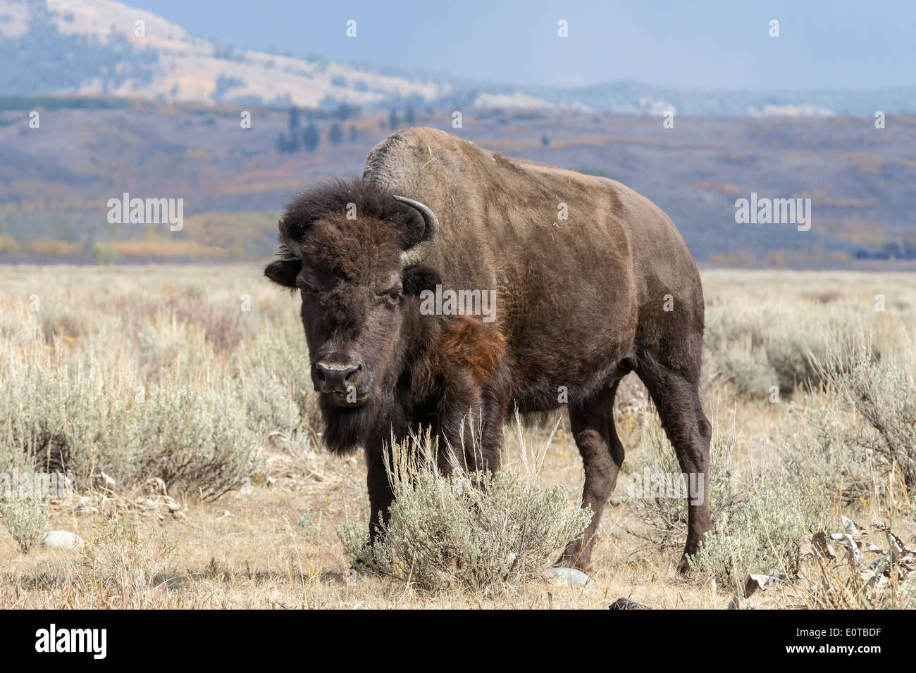 American Bison - female Stock Photo - Alamy