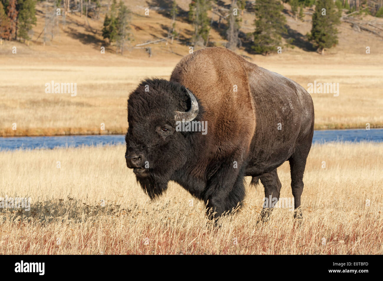 American Bison bull Stock Photo - Alamy