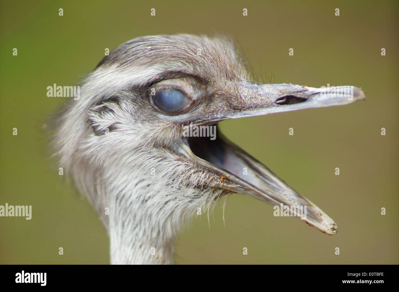 Greater rhea hi-res stock photography and images - Alamy