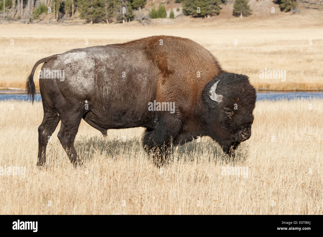 American Bison bull Stock Photo - Alamy