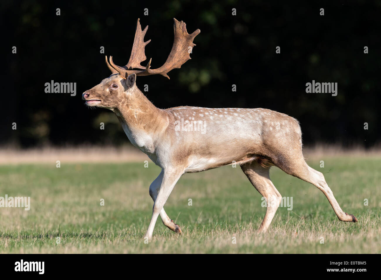 Alpha deer hi-res stock photography and images - Alamy