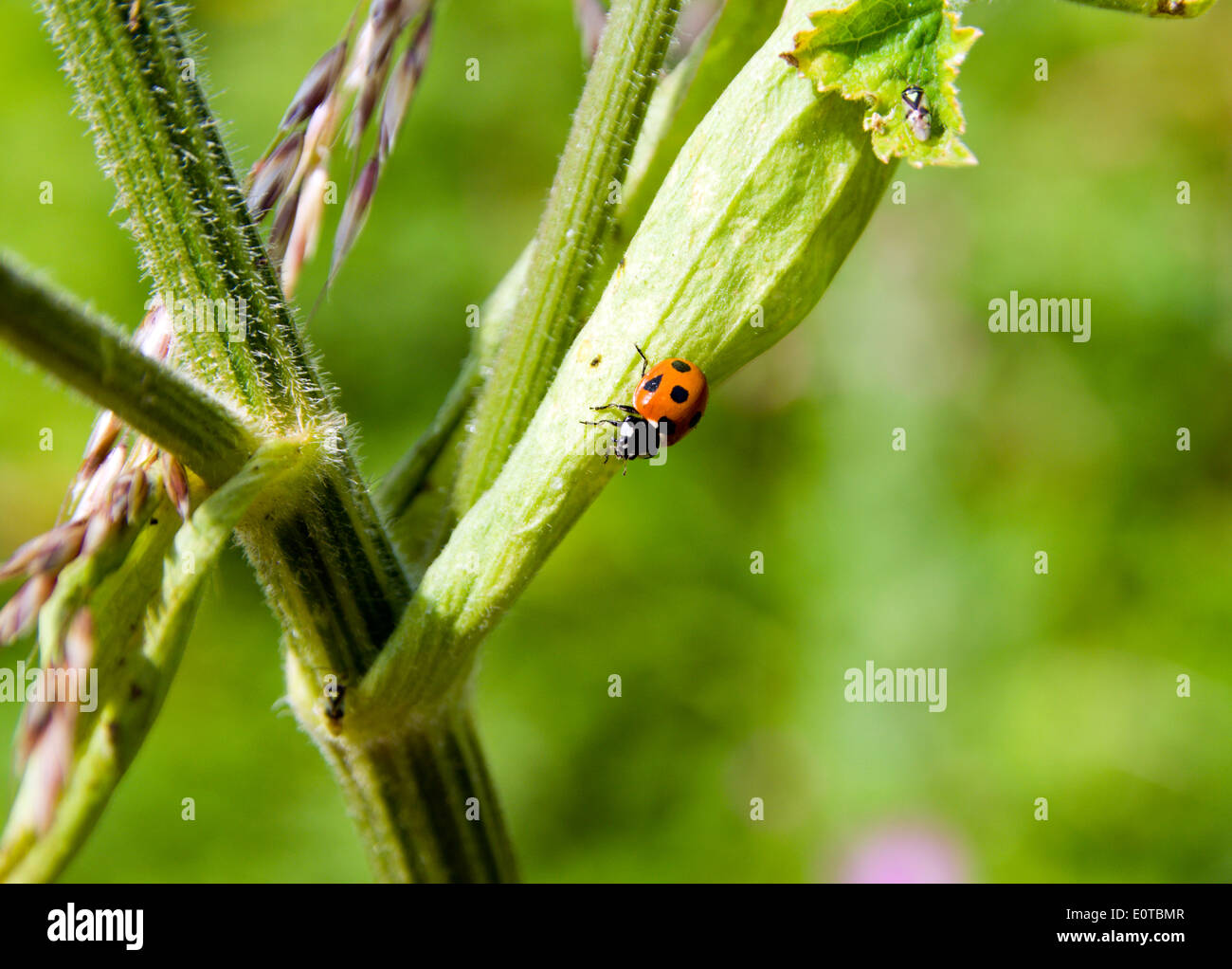 7 Spot Ladybird Coccinella 7-punctata Stock Photo - Alamy
