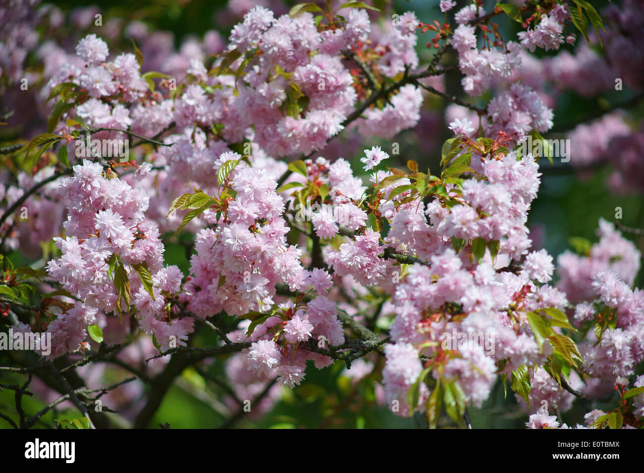 Ornamental cherry tree blossom Stock Photo - Alamy