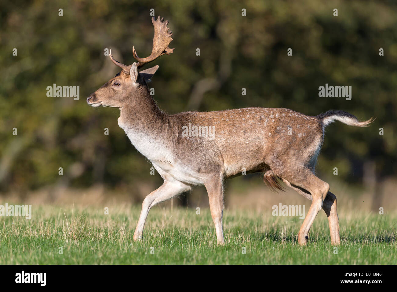 Alpha deer hi-res stock photography and images - Alamy