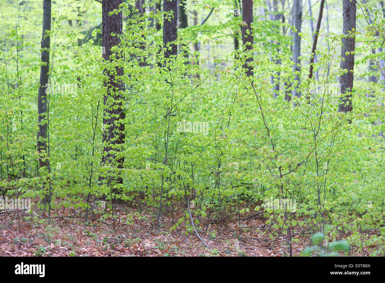 Beech tree fresh green spring leaves Fagus sylvatica Stock Photo - Alamy