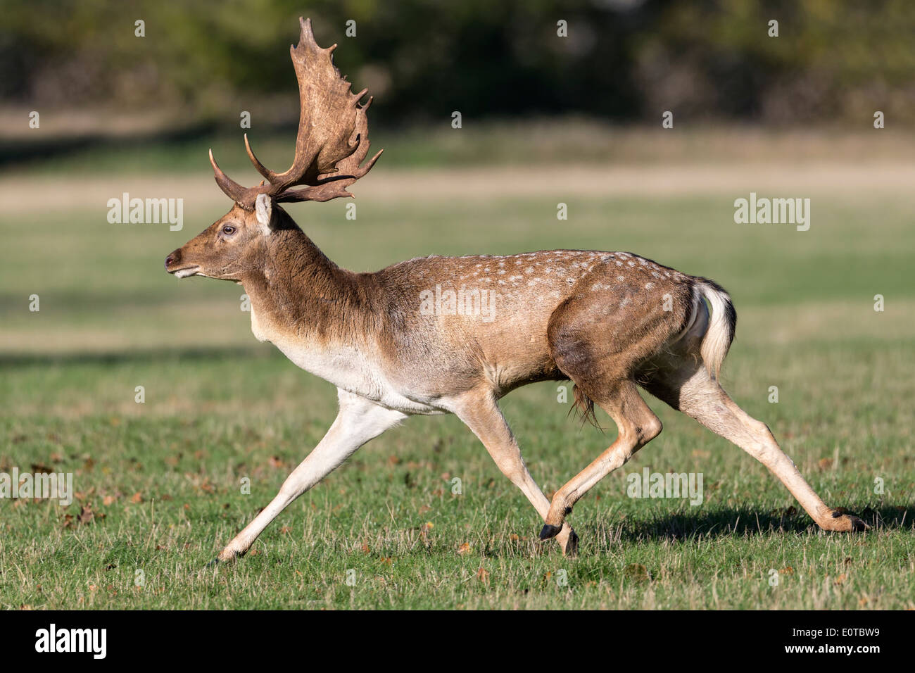 Fallow Deer buck running Stock Photo - Alamy