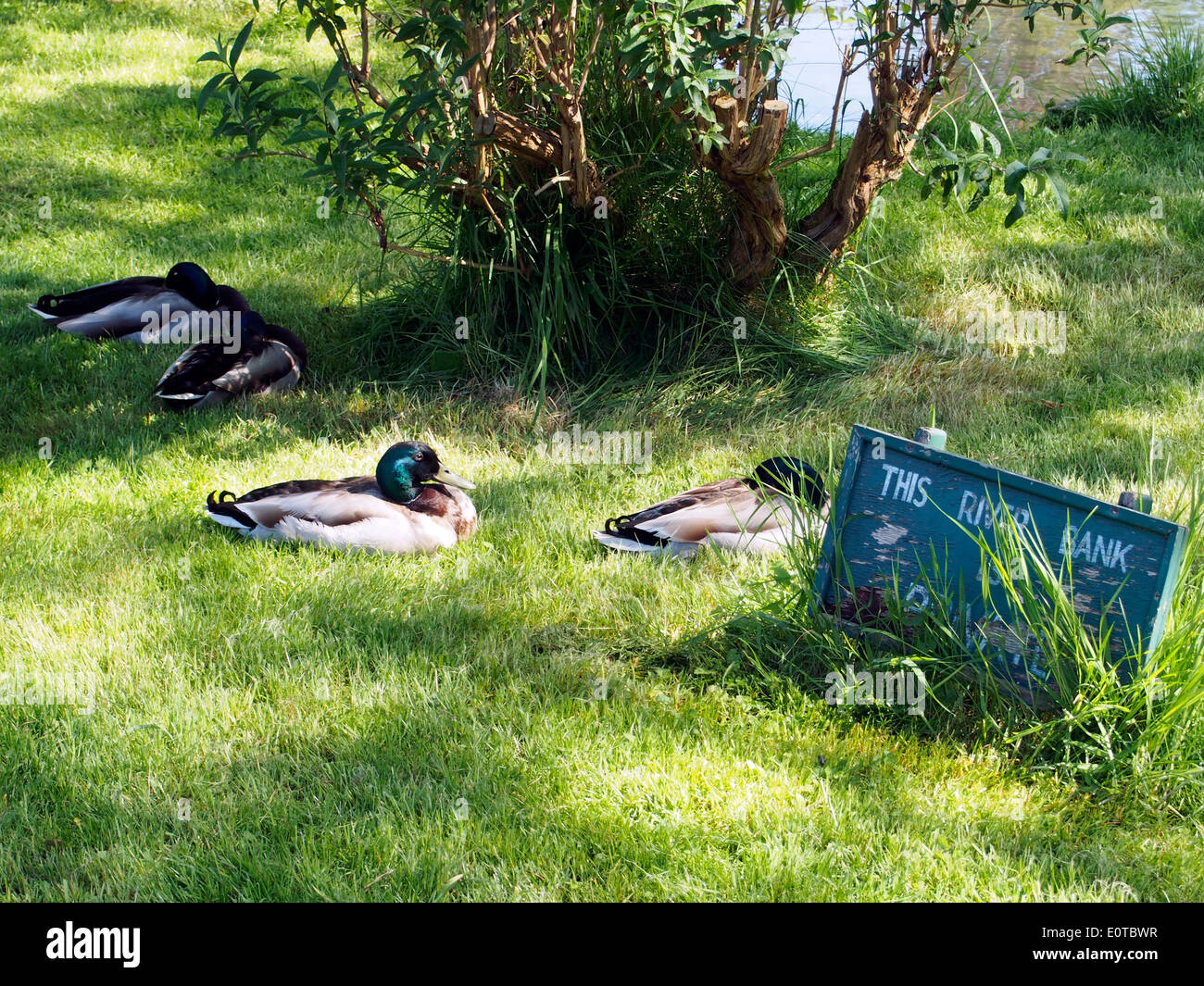 Private sunbathing hi-res stock photography and images - Alamy